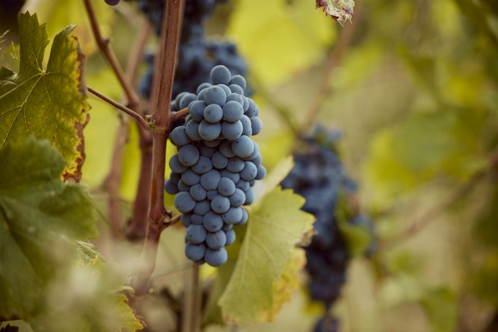 Masos, la bodega que quiere recuperar la tradición agrícola en el Valle ...